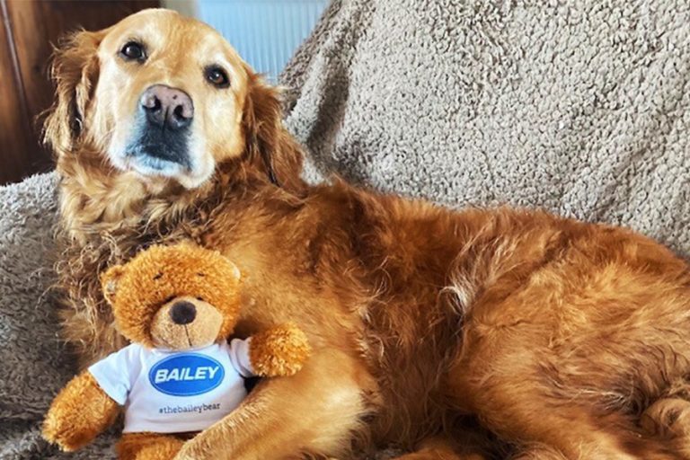 The Bailey Bear - Bailey of Bristol