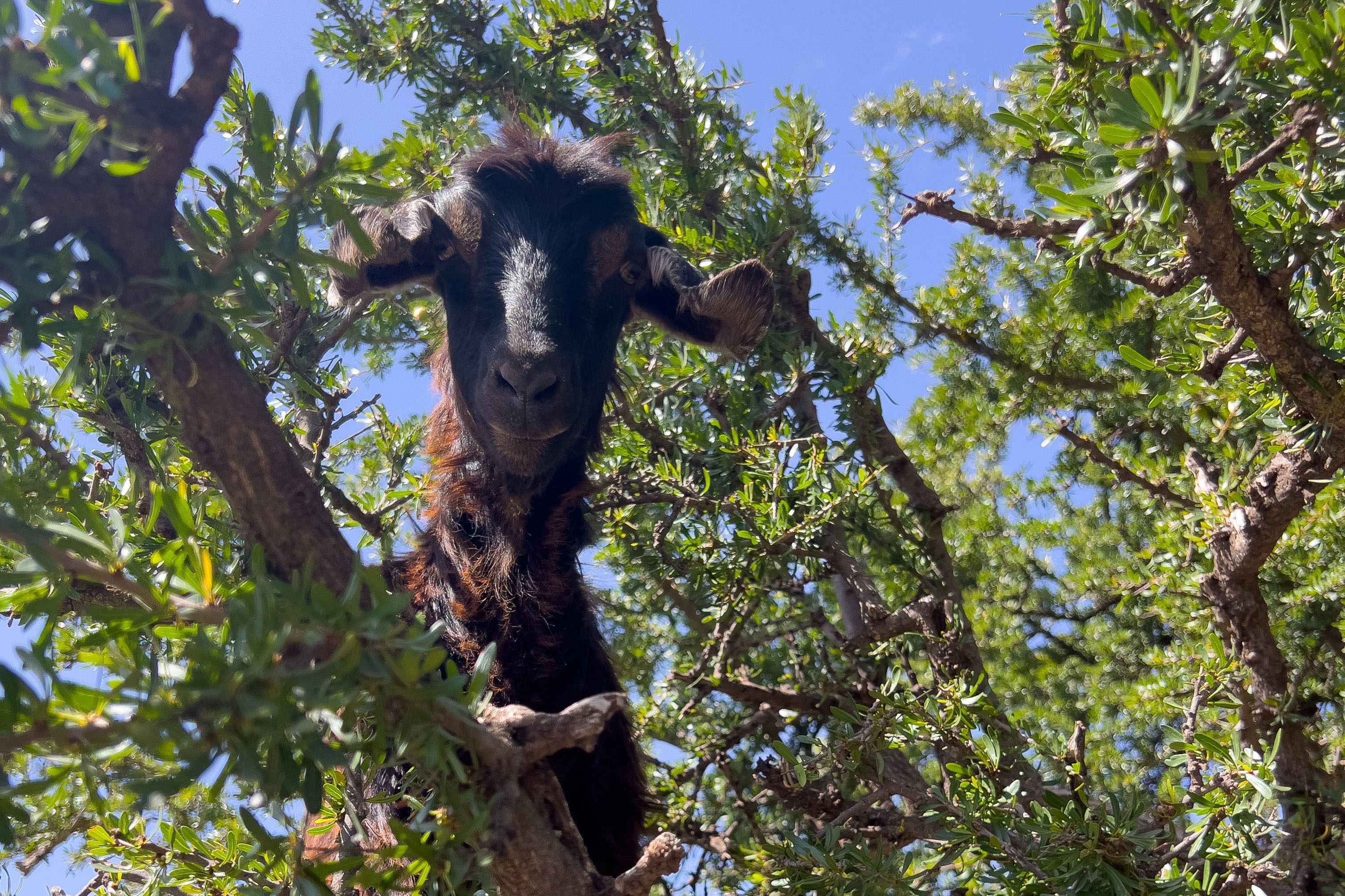 Adventuring through Morocco: Ait Benhaddou and Beyond - Bailey of Bristol